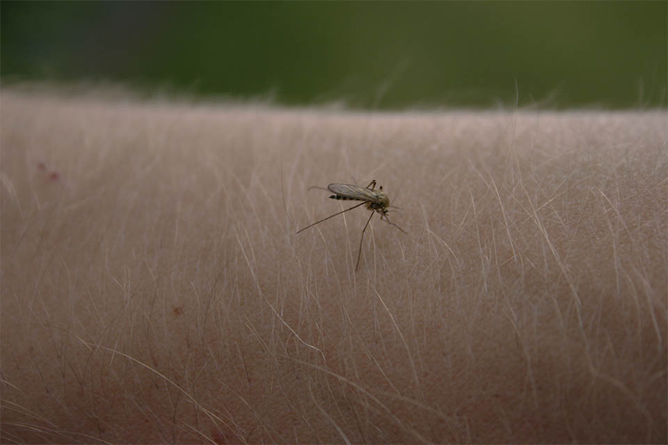 Cinco dicas para cicatrizar picadas de mosquito em tempo recorde ...
