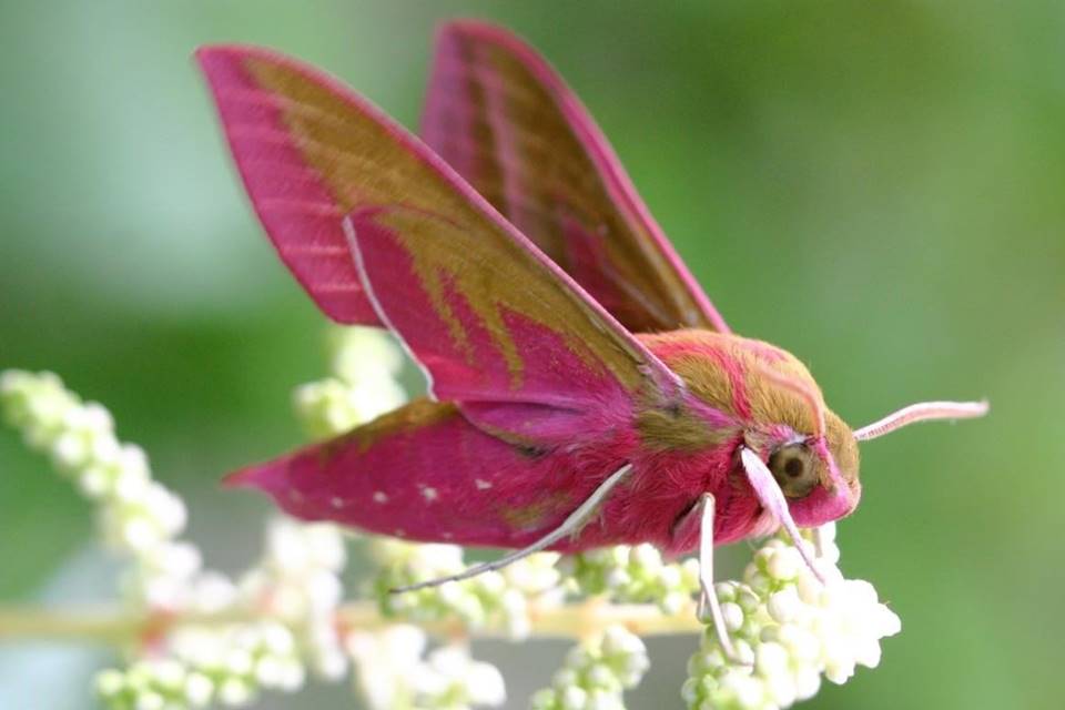 Oito animais cor-de-rosa e fofinhos para melhorar seu dia | Metrópoles