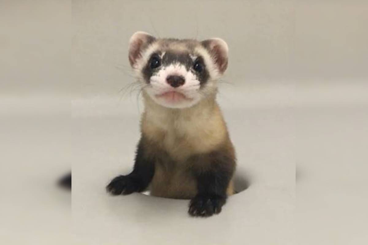 Cientistas clonam, pela 1ª vez, espécie ameaçada de extinção nos EUA ...