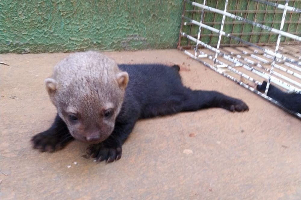 Vídeo: abandonados, filhotes de irara são resgatados em canavial de GO ...
