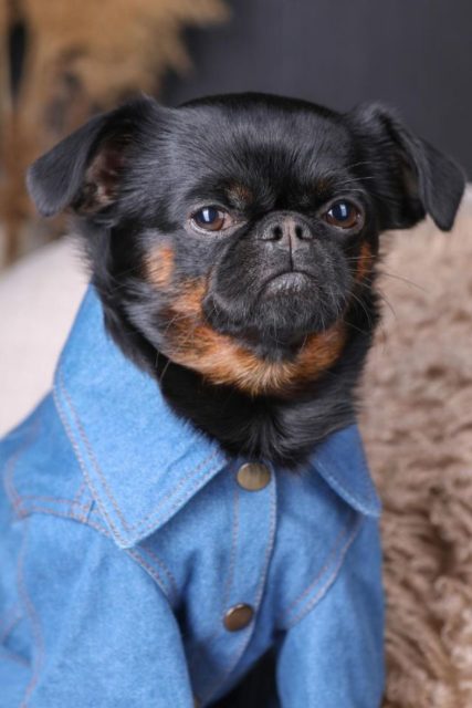 Cachorro tem expressão facial única e vira meme: “Está me julgando ...