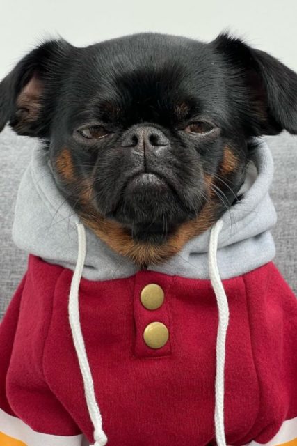 Cachorro tem expressão facial única e vira meme: “Está me julgando ...