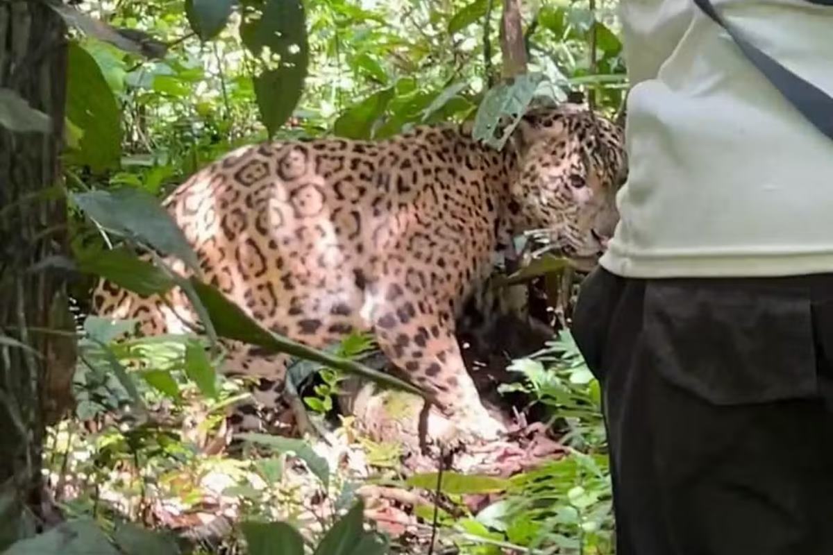 Vídeo: guia turístico é atacado por onça-pintada na Amazônia | Metrópoles