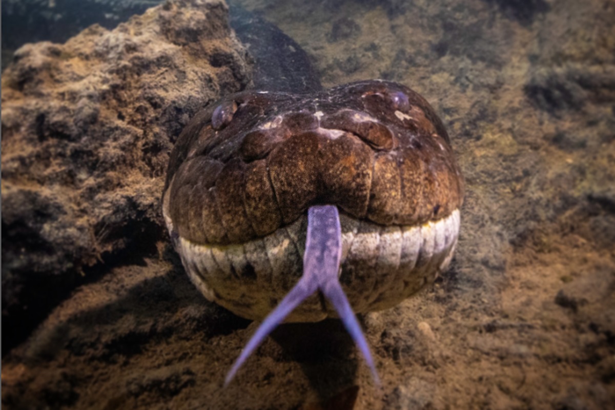 Sucuri Ana Júlia morreu de causas naturais, diz perícia do MS | Metrópoles